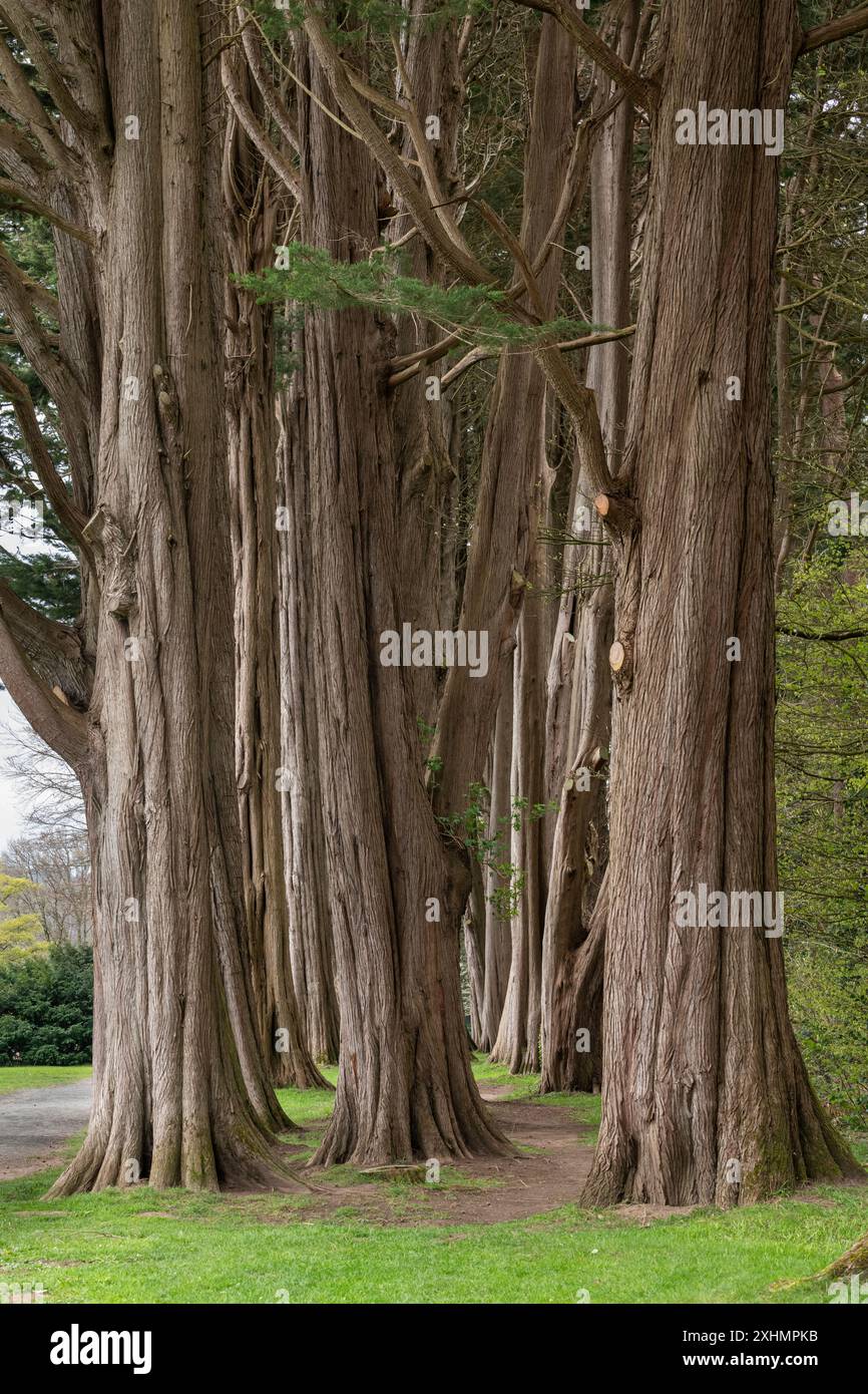 Old Cypress trees with rough textured bark at Plas Newydd, Anglesey ...