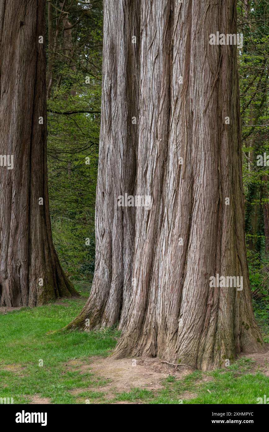 Old Cypress trees with rough textured bark Stock Photo - Alamy