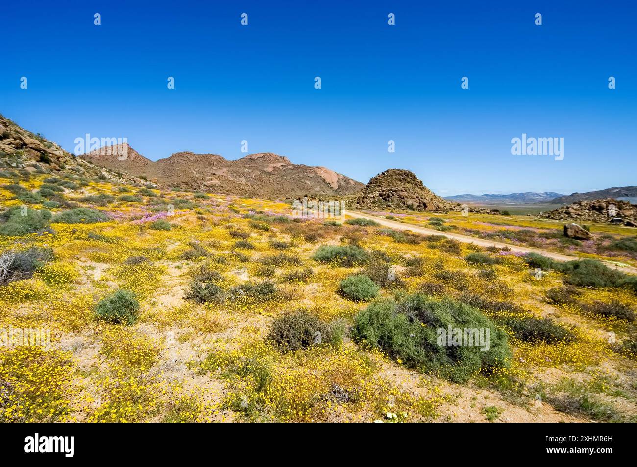Wild flowers on a slope with a mountain backdrop, at Goegap Nature ...