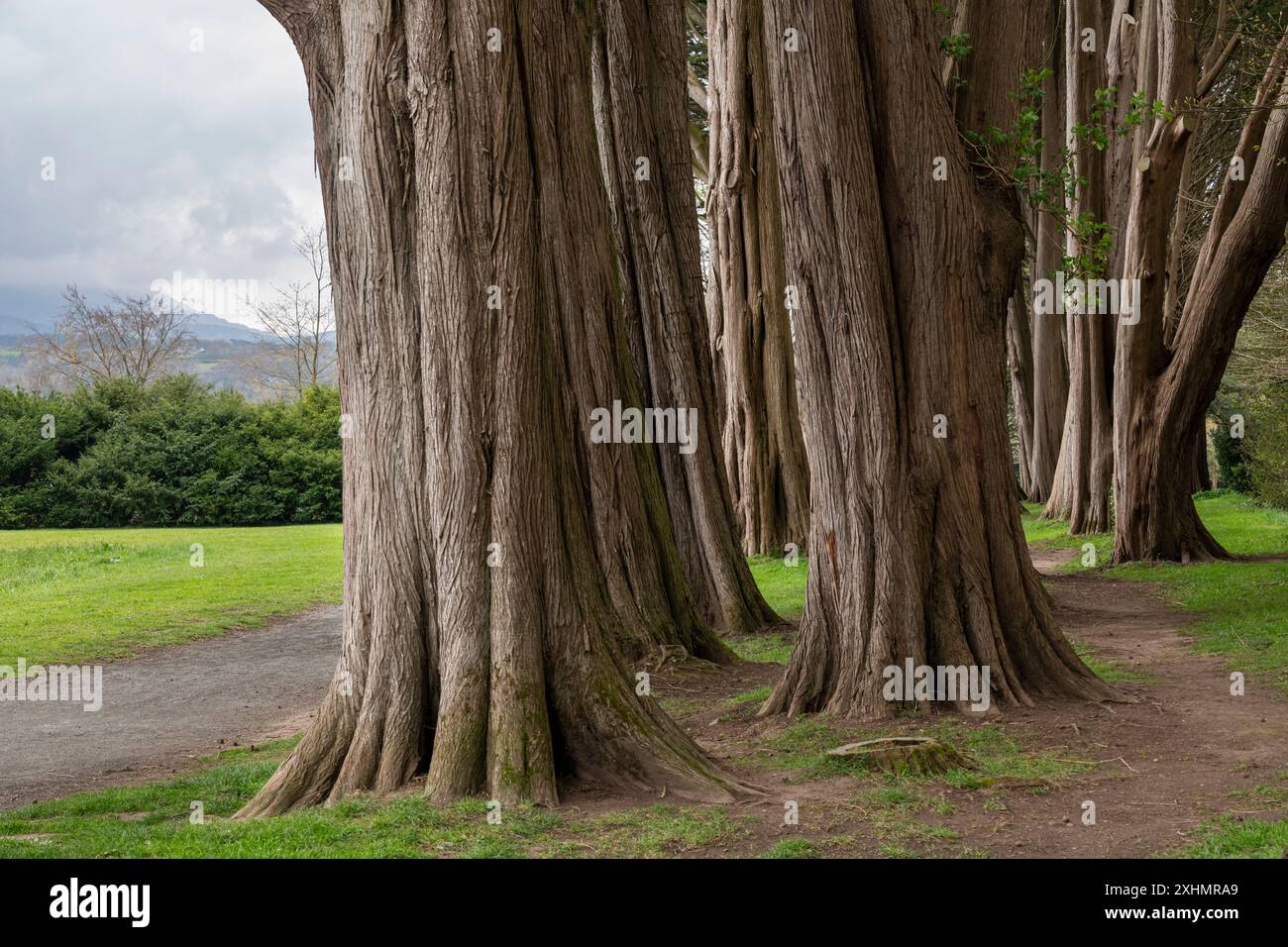 Old Cypress trees with rough textured bark at Plas Newydd, Anglesey ...