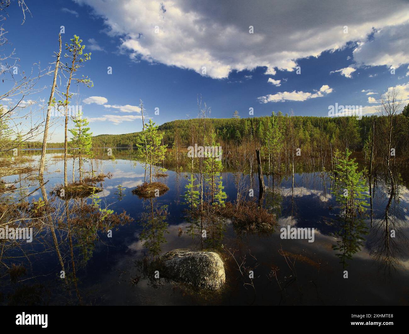 Lake and swamp in Bjornlandets national park, Sweden Stock Photo - Alamy