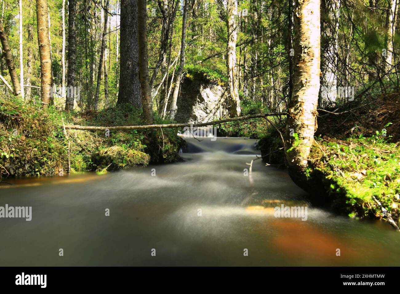 Forest Stream Flowing - A gentle stream running through a sunlit, lush ...