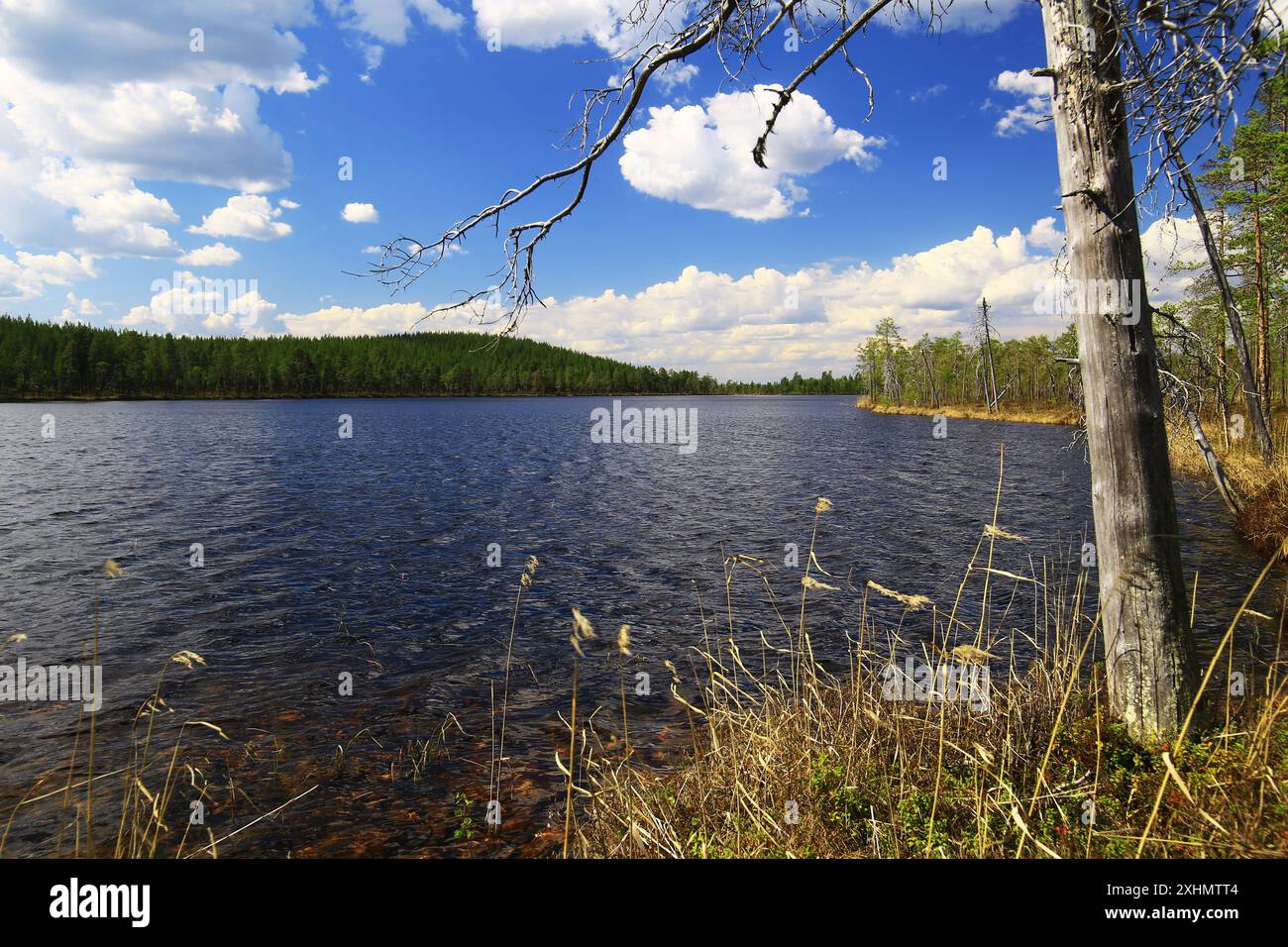 Lake and forest view with clear blue sky and scattered clouds ...