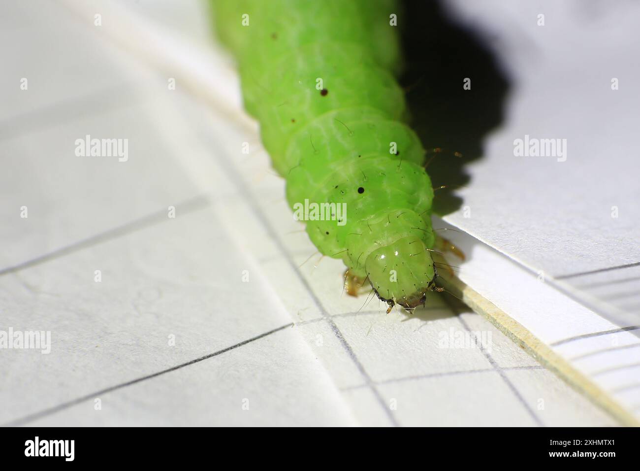 Green caterpillar close-up, detailed view of a angle shades ...