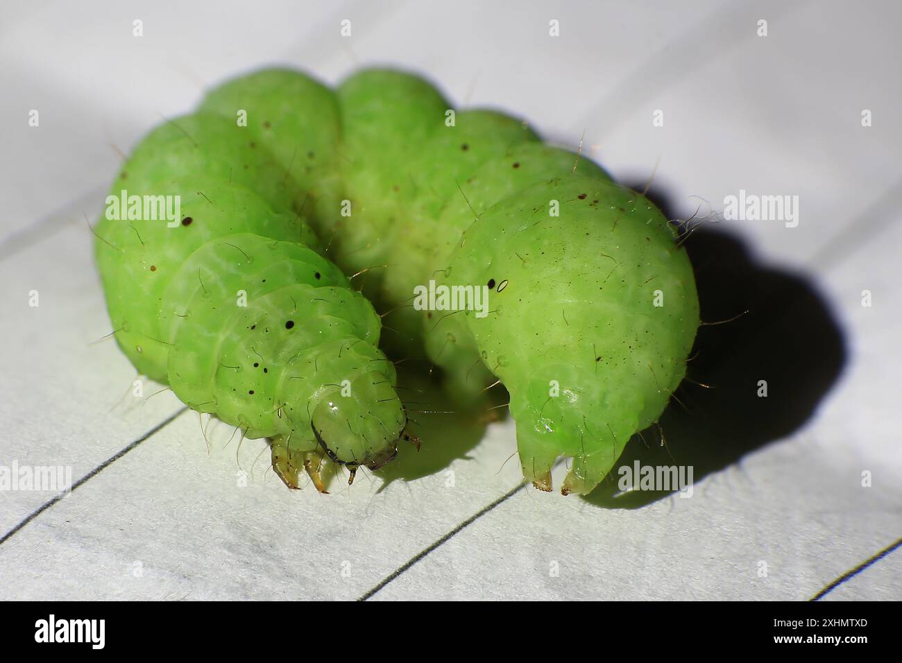 Green caterpillar close-up, detailed view of a angle shades ...