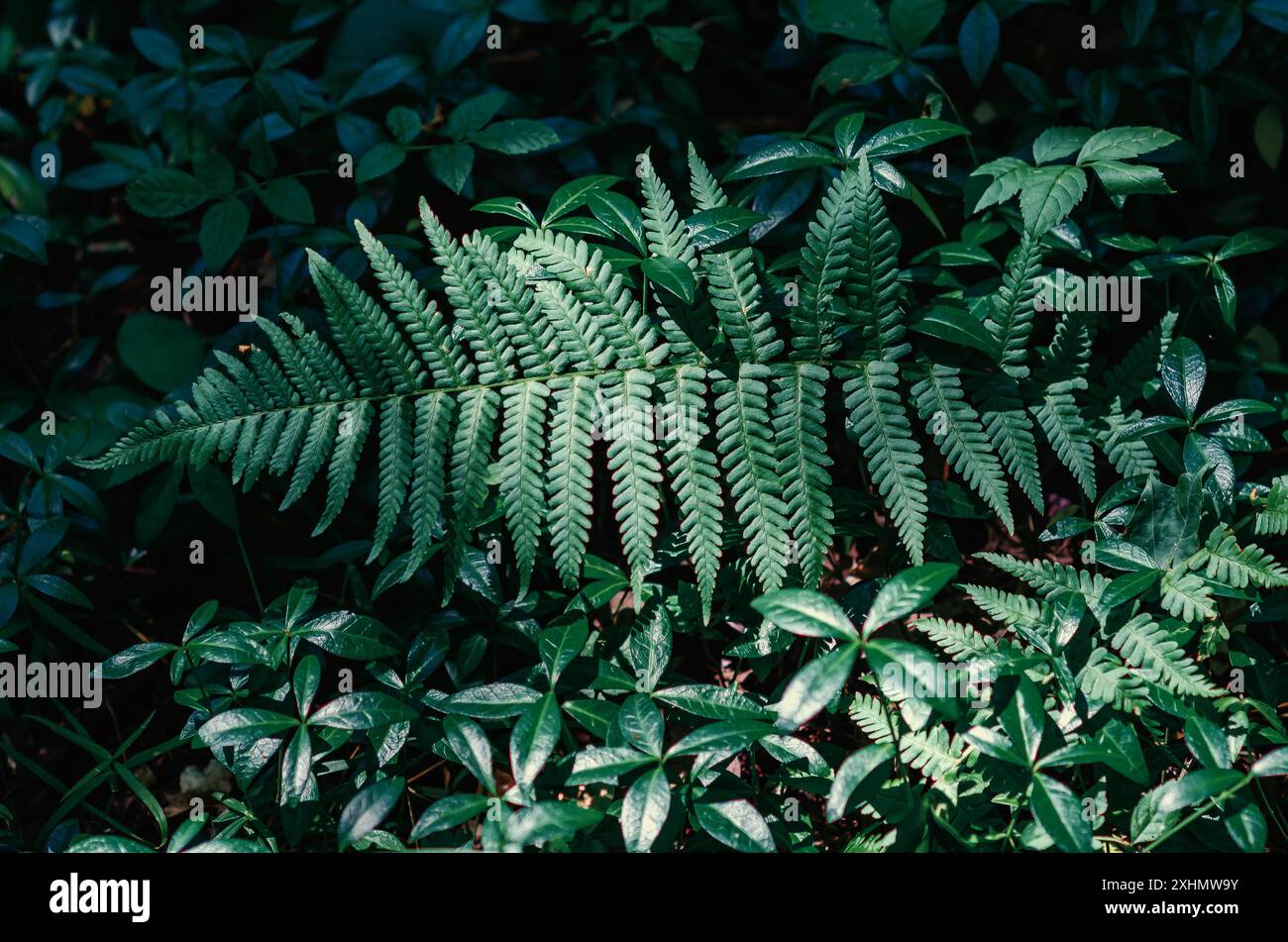 Dark green fern leaves in garden on periwinkle backdrop. Garden ...