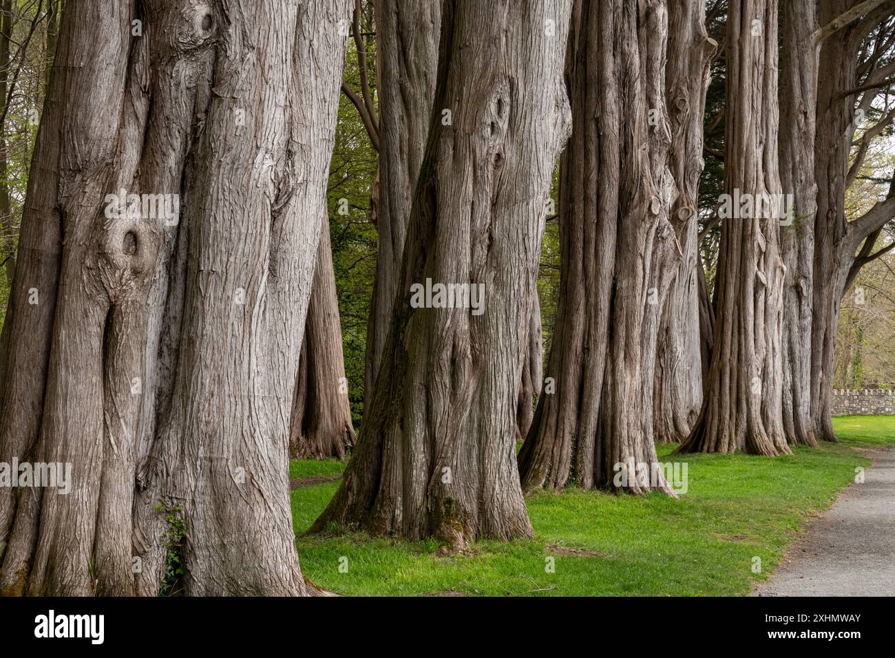 Old Cypress trees with rough textured bark at Plas Newydd, Anglesey ...