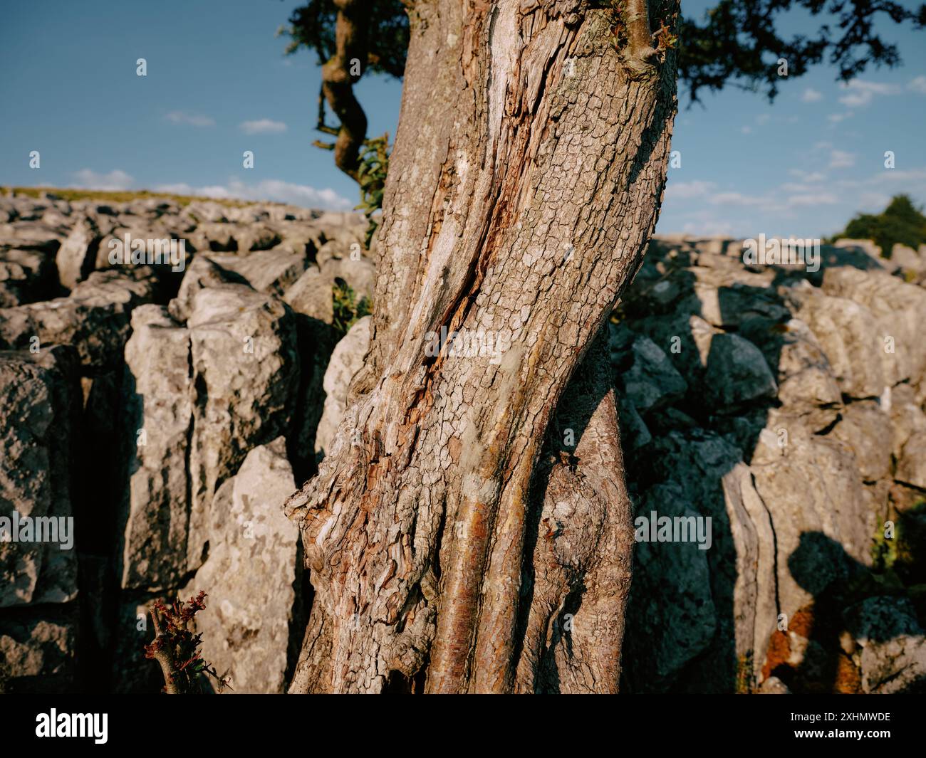 Twisted windblown Hawthorn tree bark and limestone pavement on ...