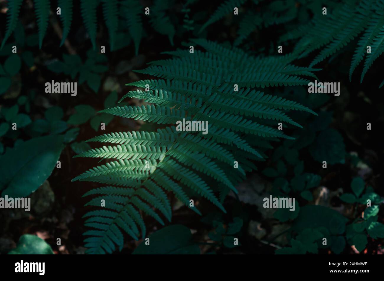 Fern leaves close-up. Dark green fern leaves on blurred background ...