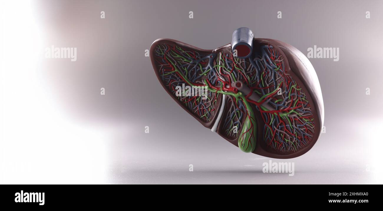 Visual plastic anatomical model of human liver Stock Photo - Alamy