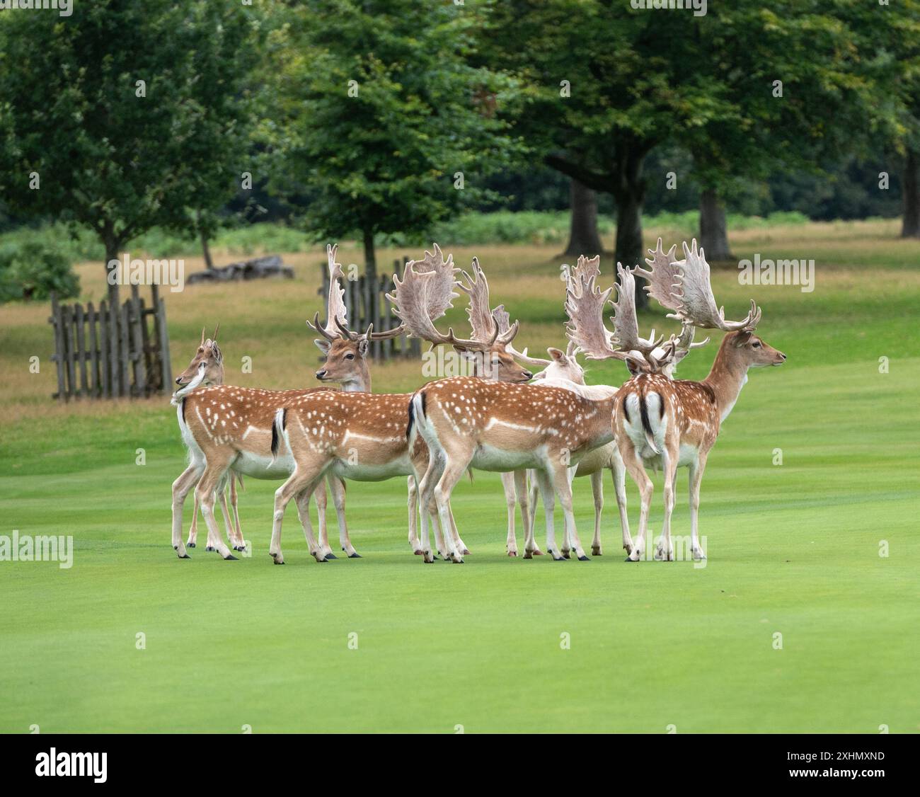 Knoles park sevenoaks kent hi-res stock photography and images - Alamy