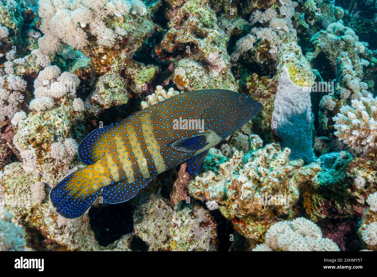Coral trout hi-res stock photography and images - Alamy