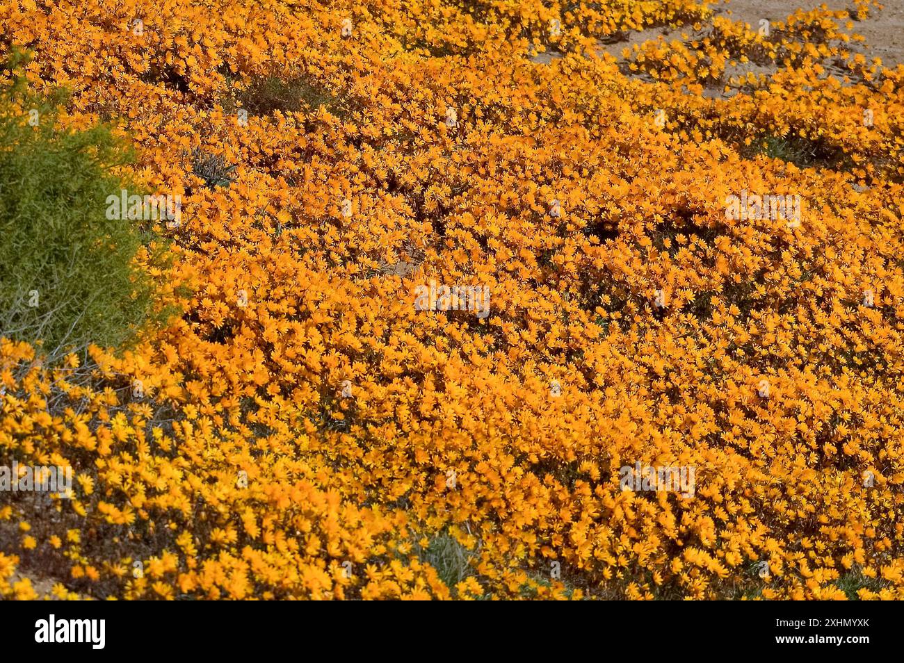 A sea of orange daisies in Nababeep, a small mining town in the ...