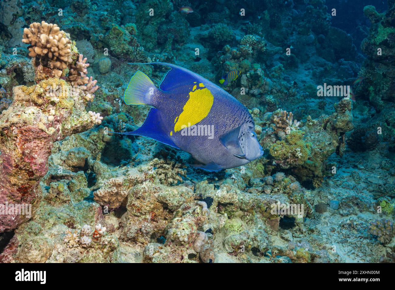 Egypt, Sharm El Sheikh, Maculosus Angelfish, Yellow Bar Angelfish ...