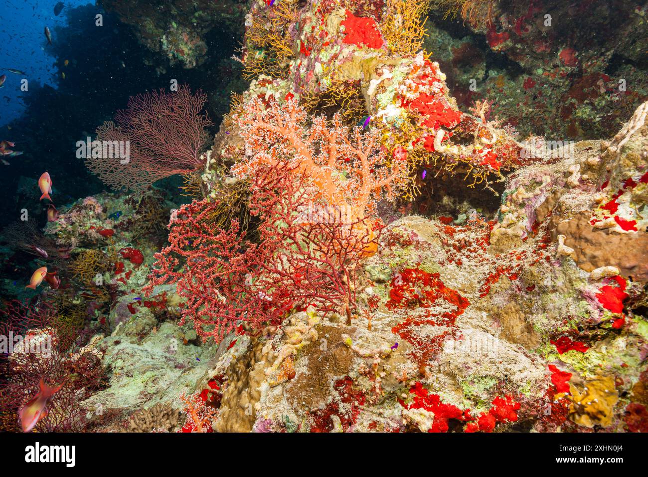 Egypt red sea coral reef orange hi-res stock photography and images - Alamy