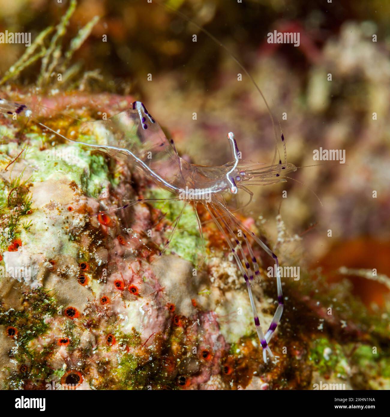 Shrimp camouflage hi-res stock photography and images - Alamy