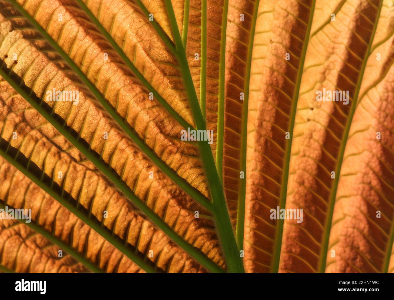 Royal Botanic Gardens of Victoria, Melbourne Australia. Textures and ...