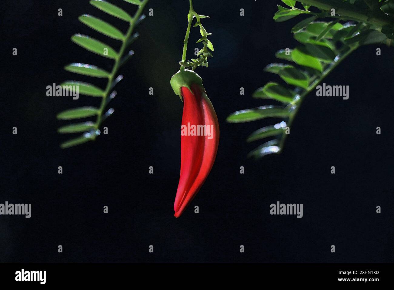 New Zealand Glory Pea, Clianthus, also known as Kakabeak in the Royal ...