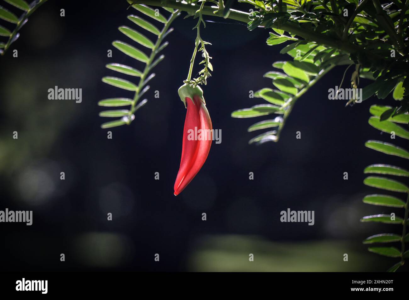 New Zealand Glory Pea, Clianthus, also known as Kakabeak in the Royal ...