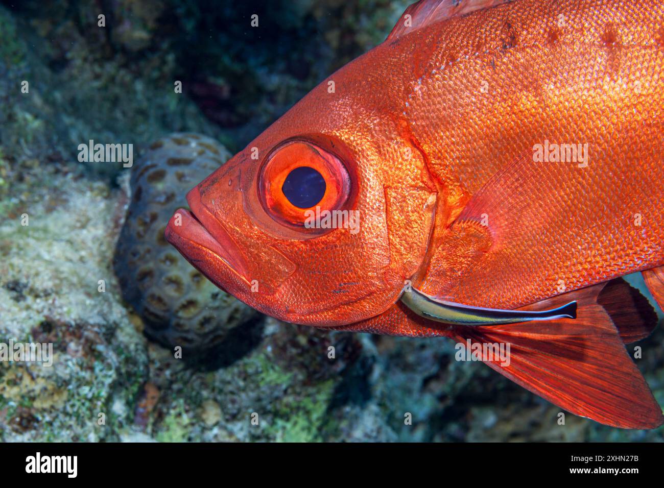 Egypt, Sharm El Sheikh, Moontail Bullseye, Big Eye (Priacanthus hamrur ...