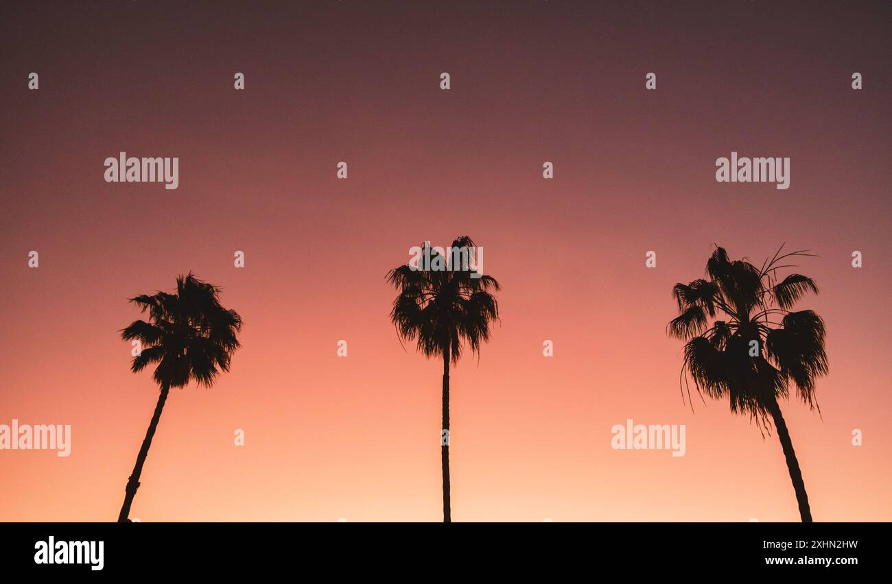 Dramatic sunset palm trees hi-res stock photography and images - Alamy