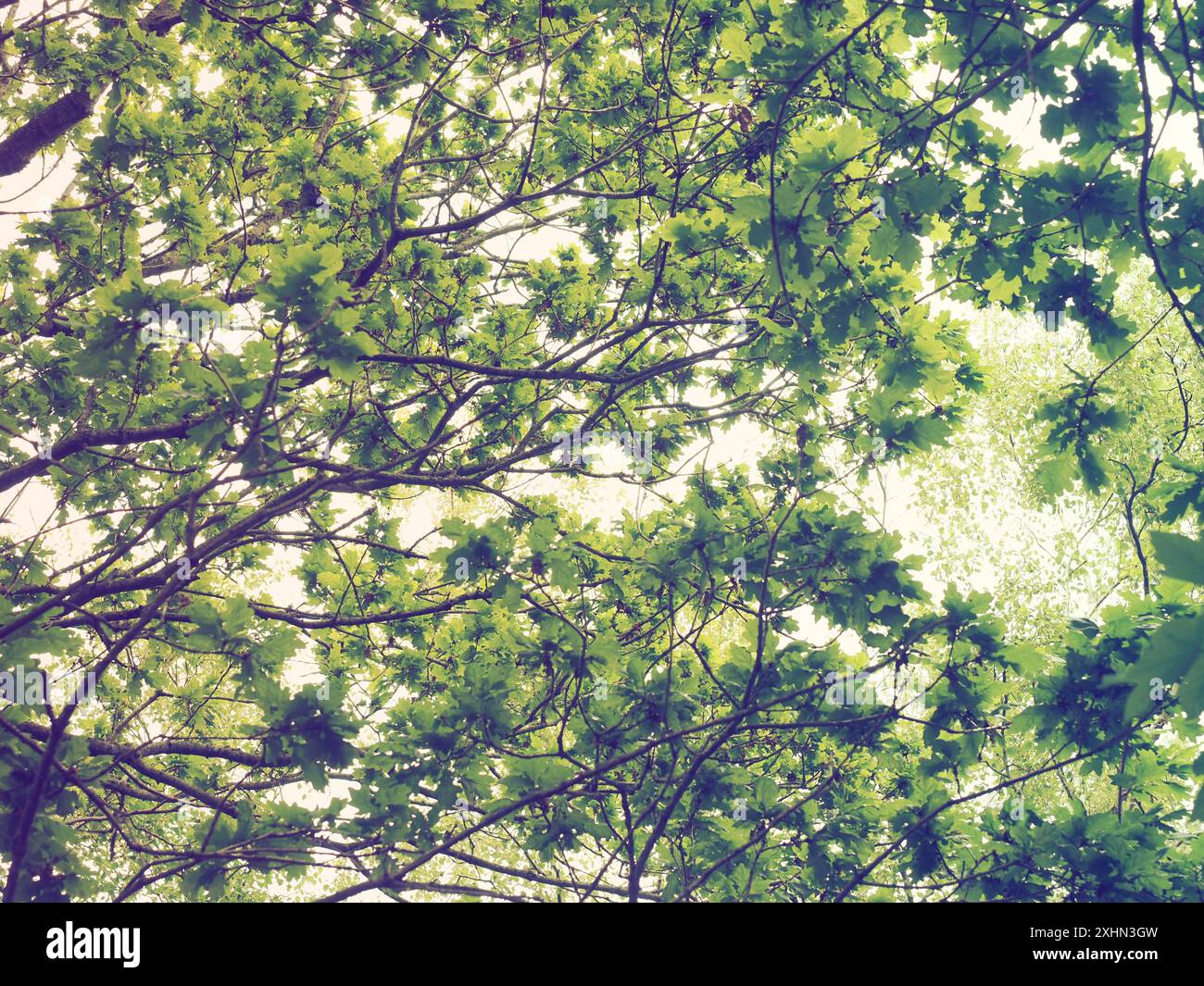Oak tree fresh green foliage hi-res stock photography and images - Alamy