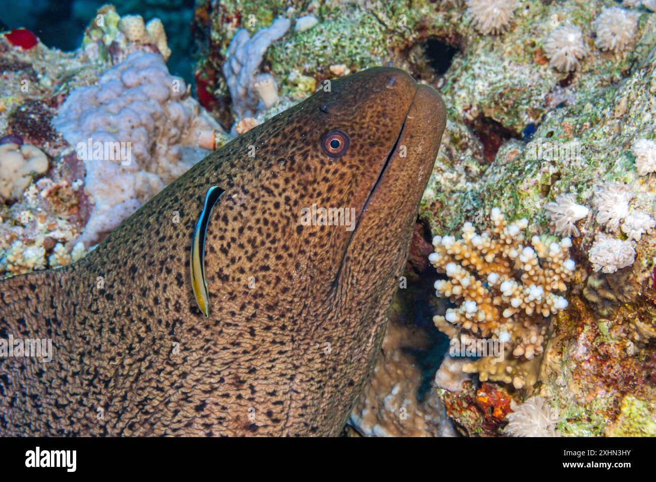 Egypt, Sharm El Sheikh, Giant Moray Eel (Gymnothorax Javanicus) and ...