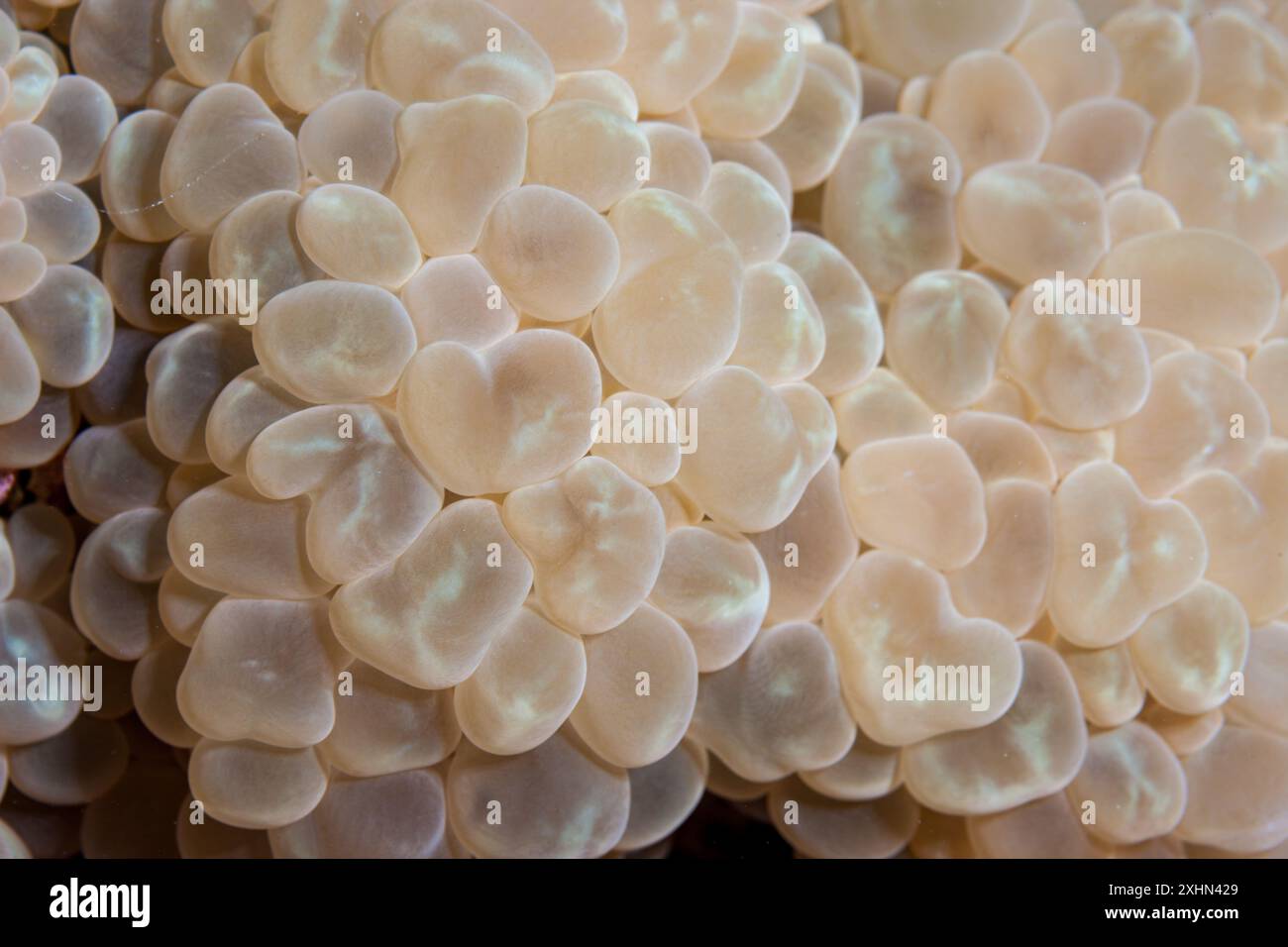 Egypt bubble hi-res stock photography and images - Alamy