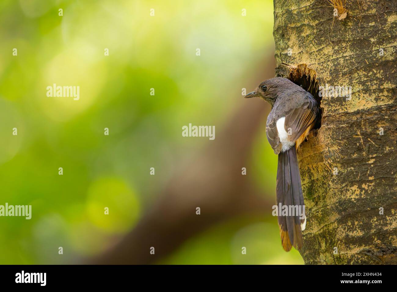 Black shama hi-res stock photography and images - Alamy
