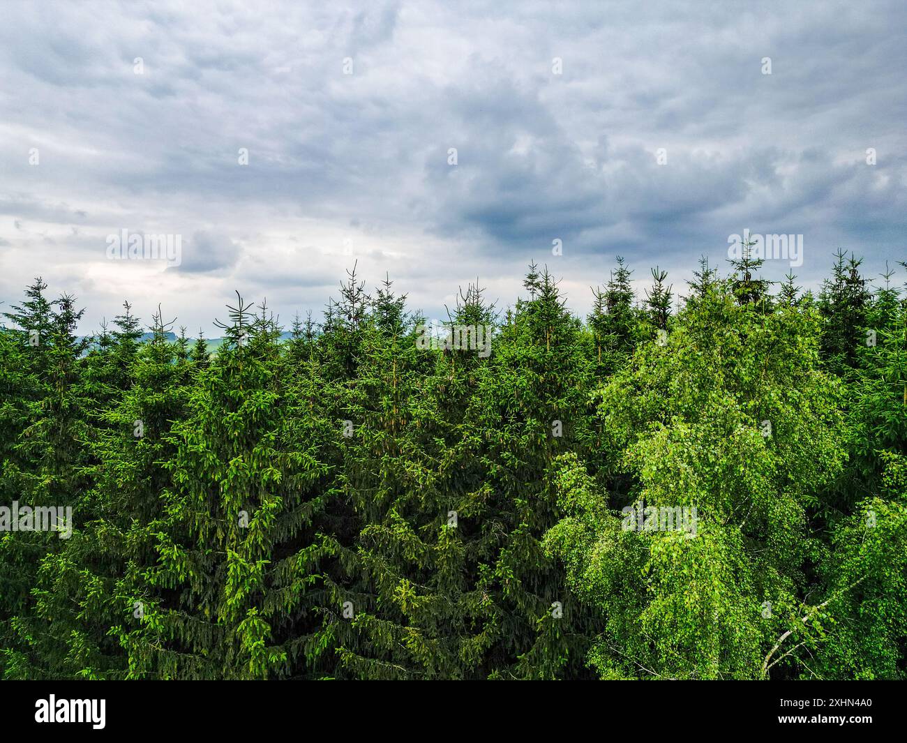 Aerial view of a dense evergreen forest with dramatic cloudy skies above, capturing natural ...