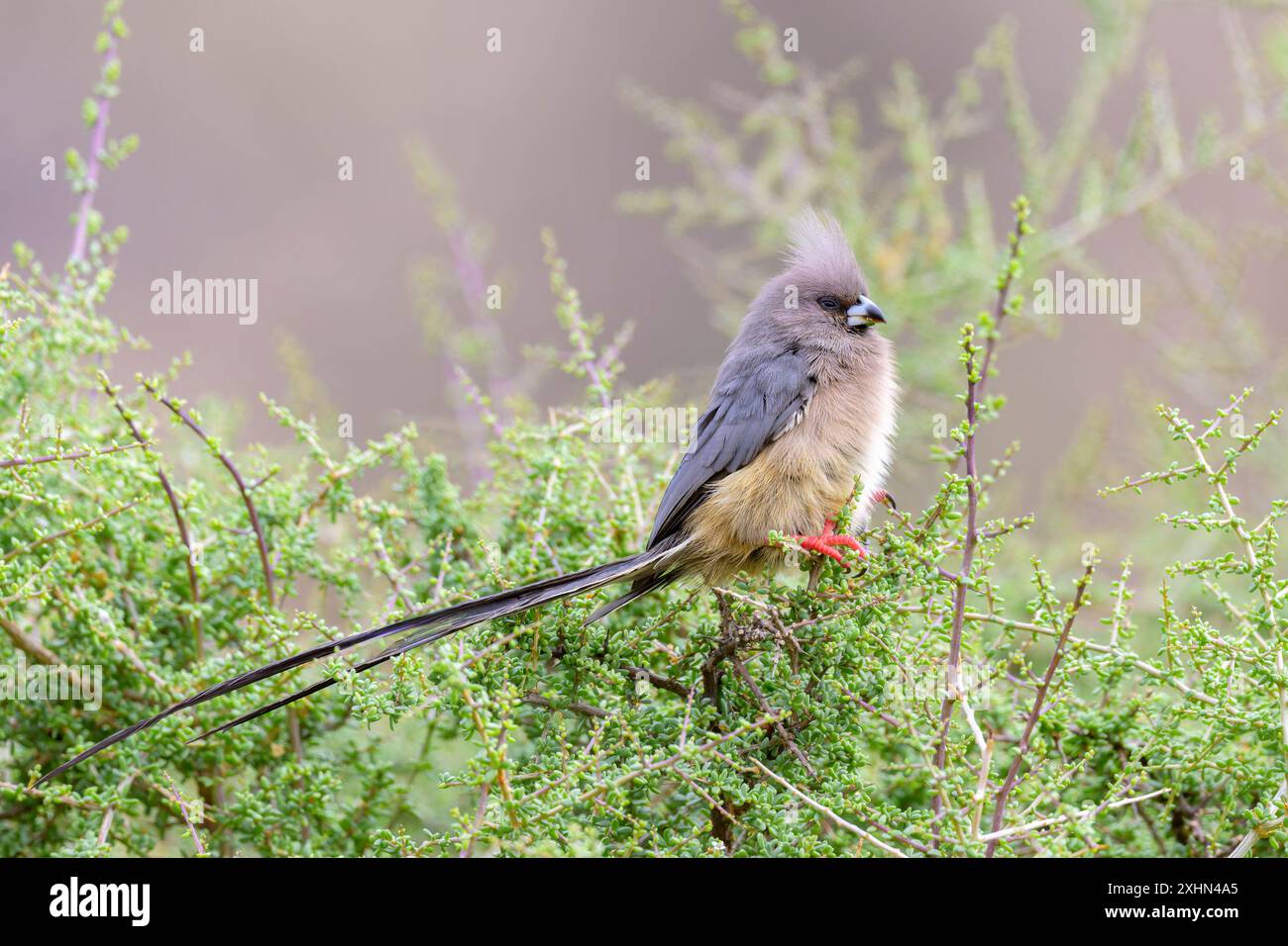 Red backed mousebird hi-res stock photography and images - Alamy