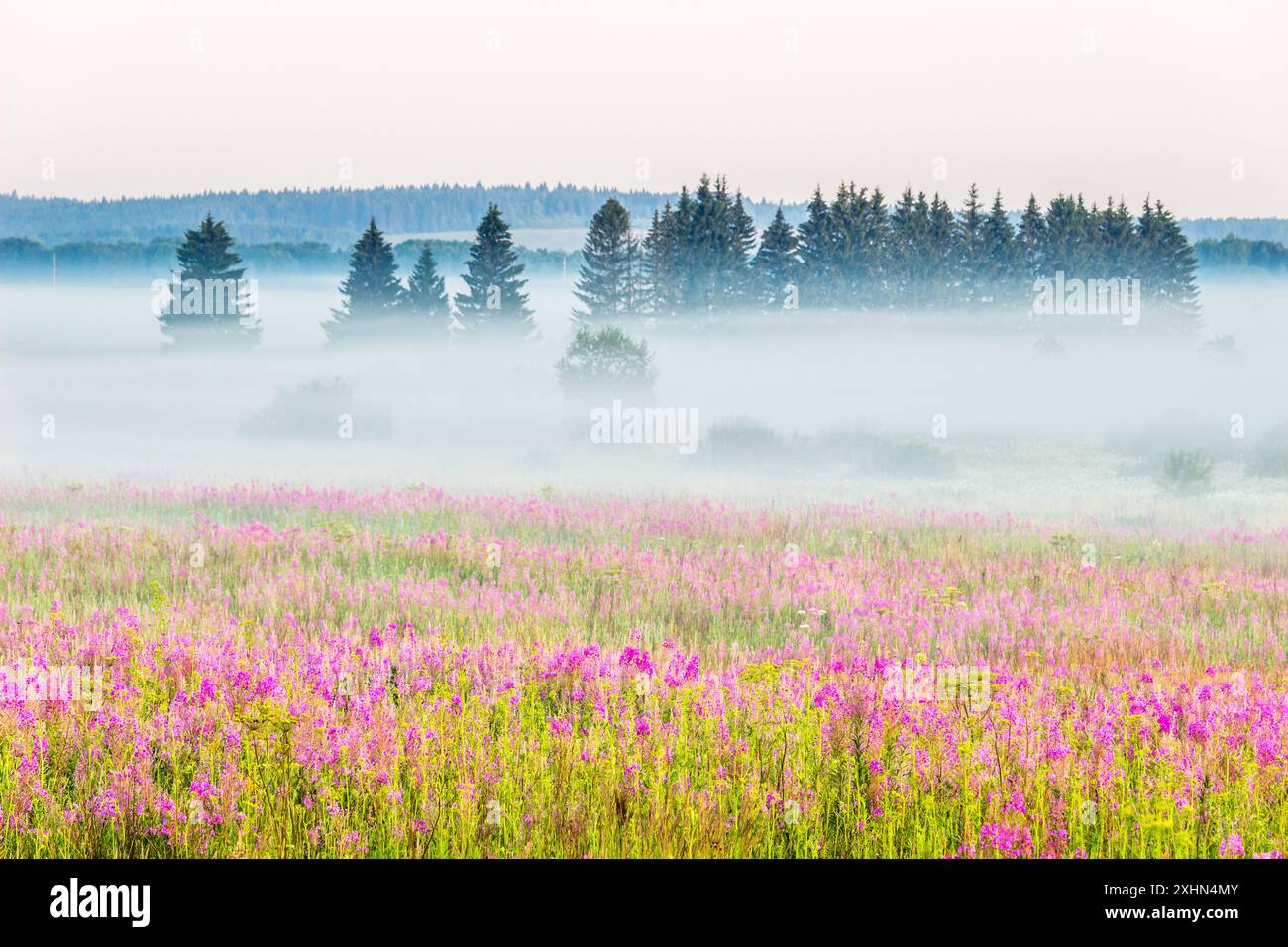 Flowers field and spruces on a background in a misty autumn morning ...