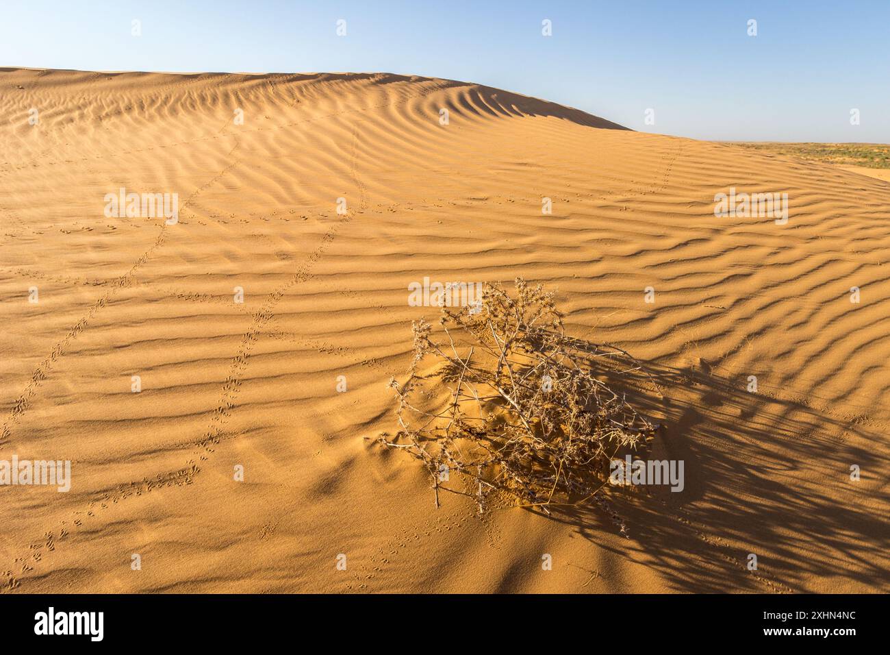 Bushes in sandy desert at sunny day Stock Photo - Alamy