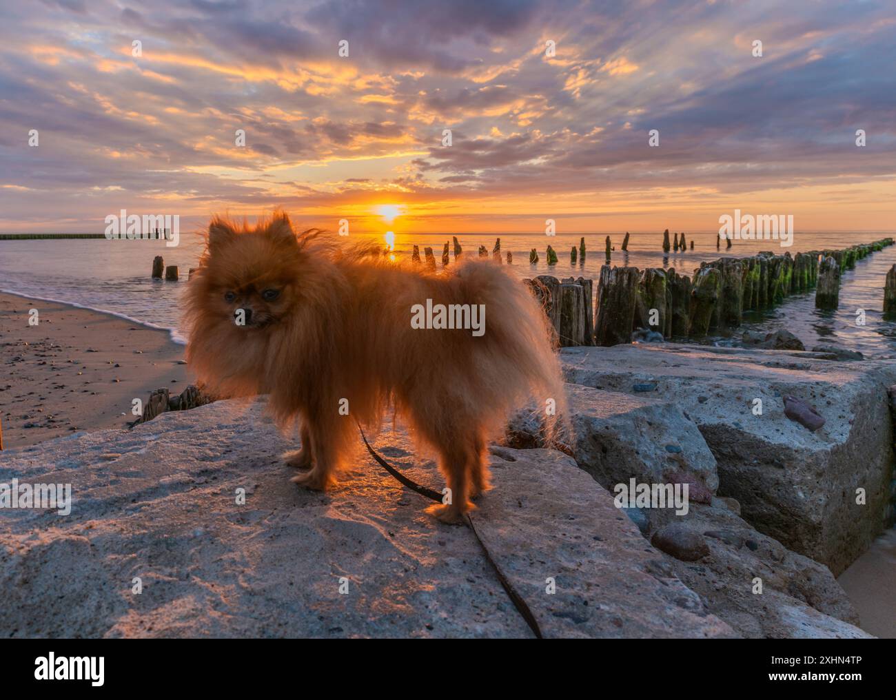 Beautiful Pomeranian Miniature Spitz posing on the sea beach during ...