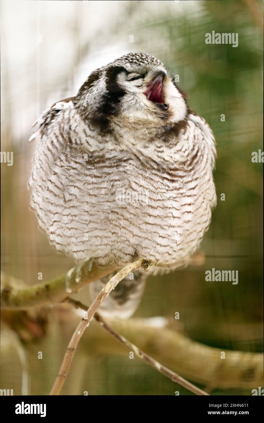 Owl with beak open hi-res stock photography and images - Alamy