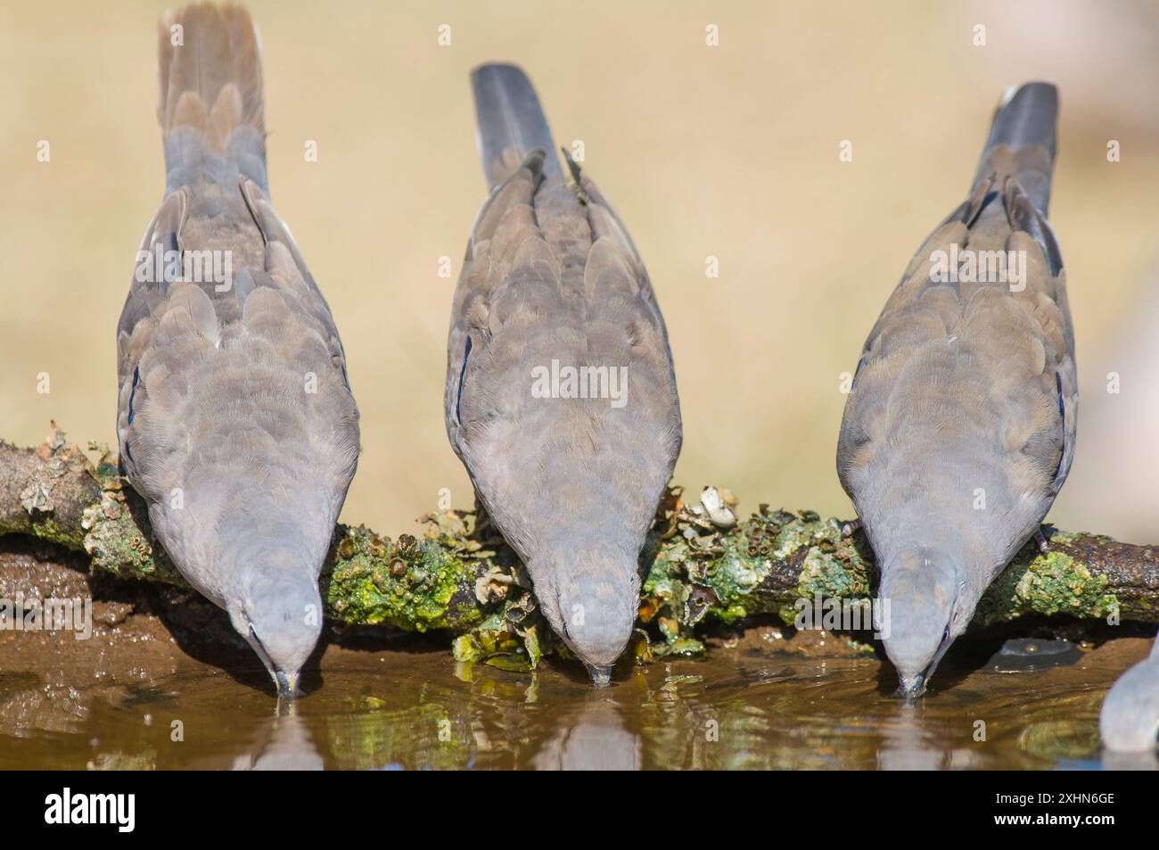 Columbina picu hi-res stock photography and images - Alamy