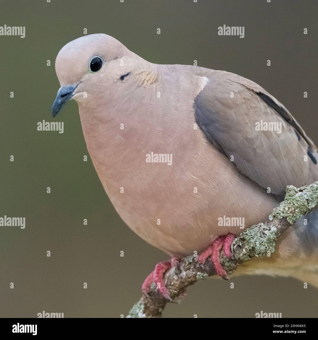 Eared Dove,Zenaida auriculata , Calden forest, La Pampa Province ...