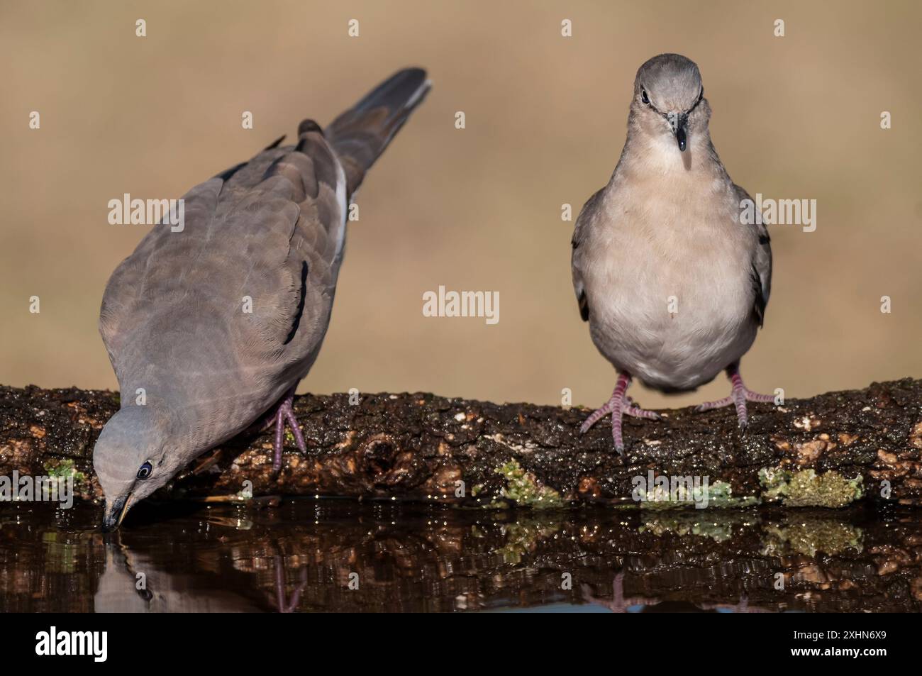Picui Ground Dove, Columbina picui, Calden forest, La Pampa, Argentina ...