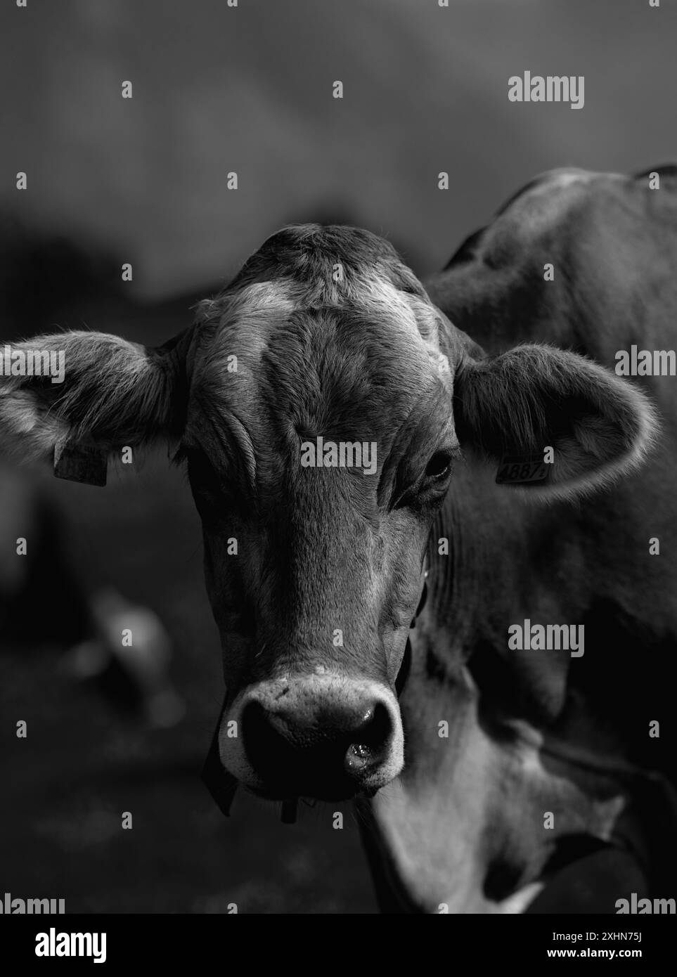 Cow cows cattle dairy close up view Black and White Stock Photos ...