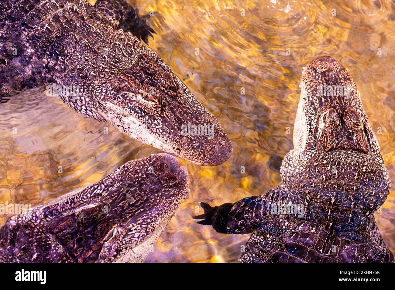 A closeup image showcases three crocodiles in shallow water ...