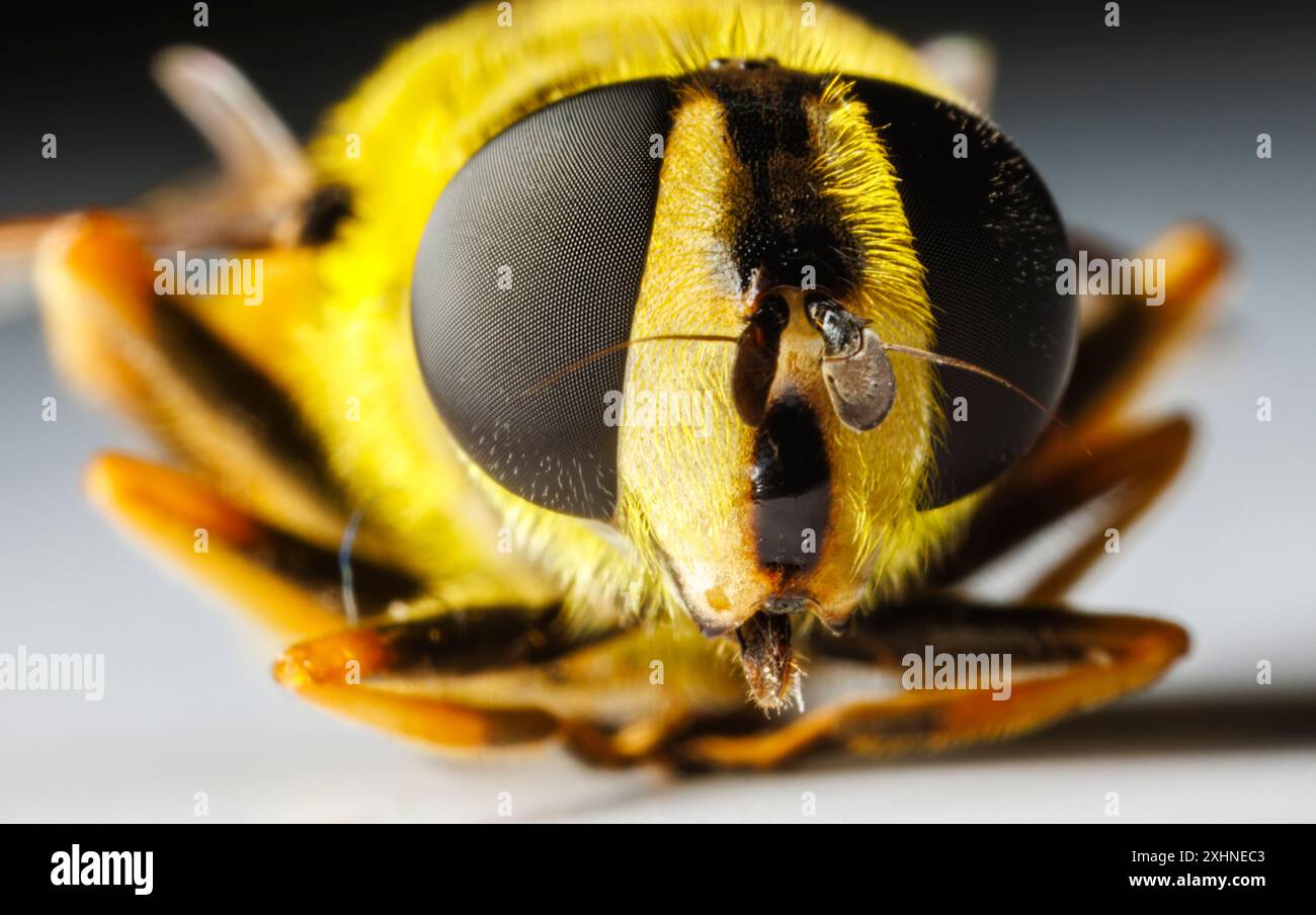 Macro view of a Batman hoverfly (Myathropa florea), a common British ...