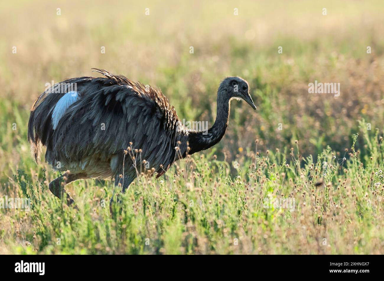 Greater Rhea, Rhea americana, La Pampa , Patagonia, Argentina Stock ...