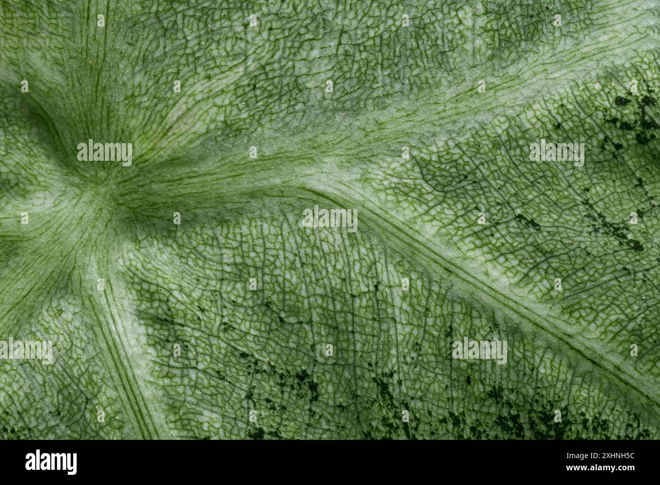 A close-up of a green leaf showing detailed vein structure Stock Photo ...