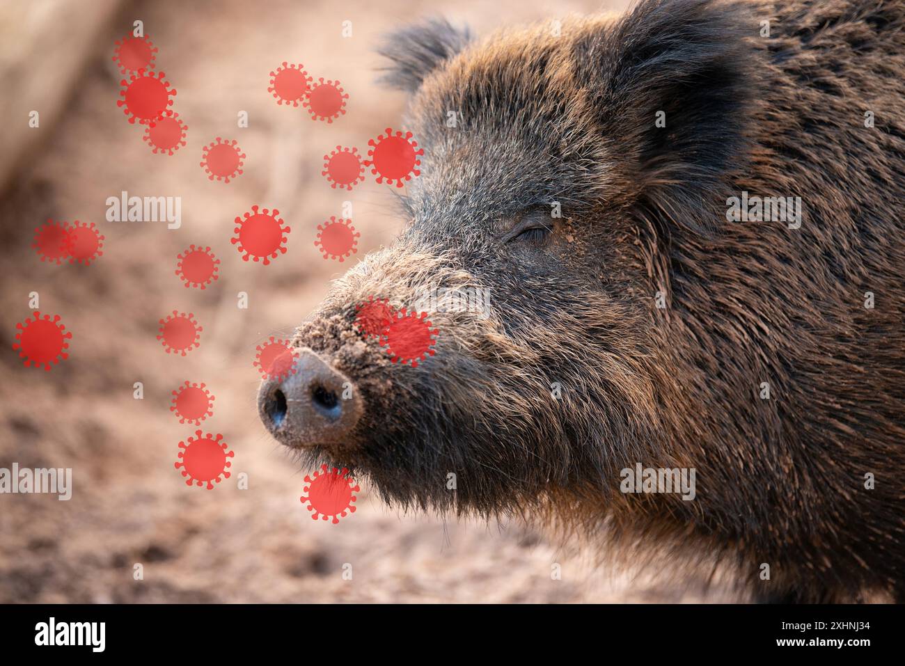 African swine fever, ASFV virus outbreak, infected wild boar ...