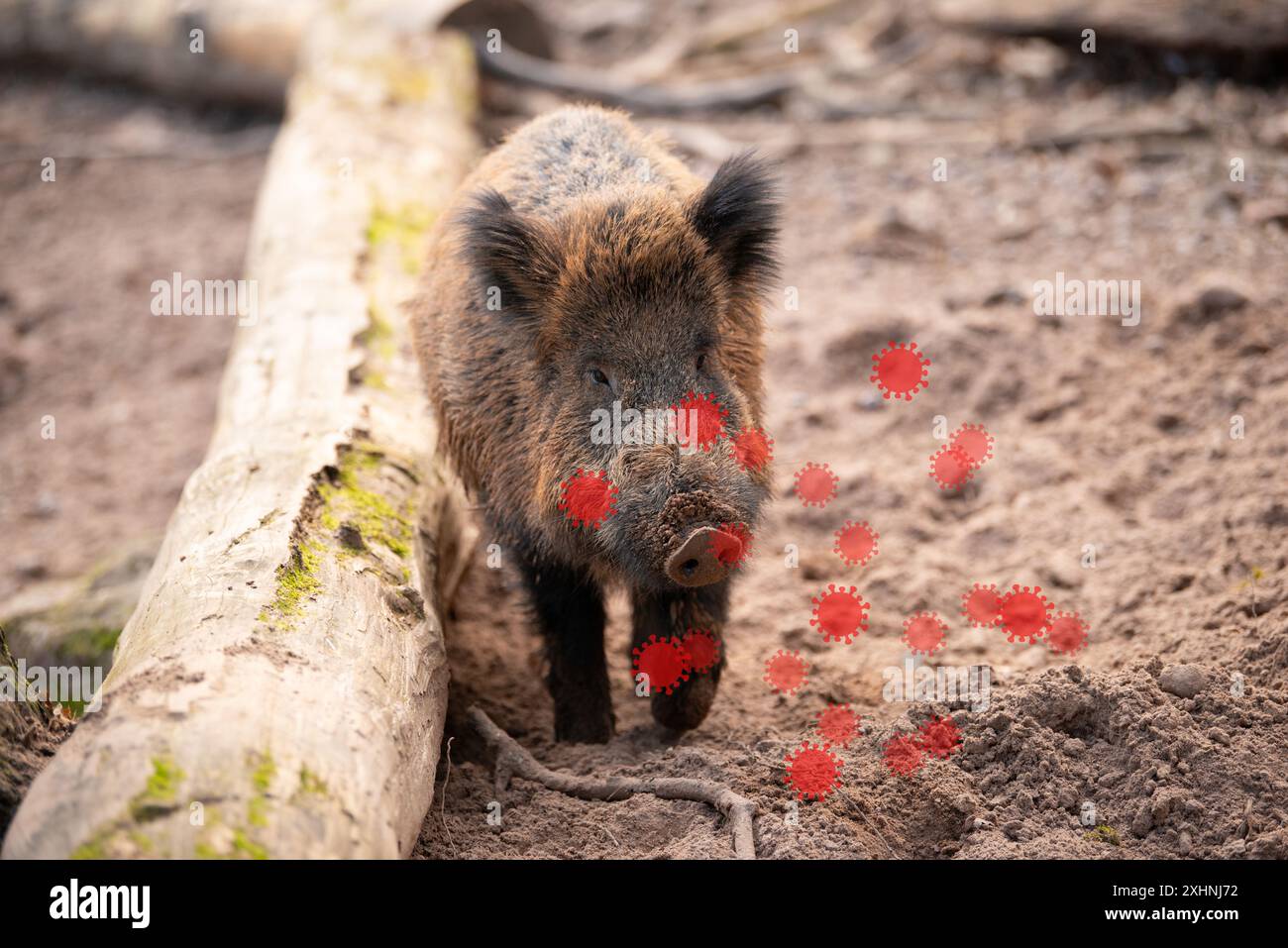 African swine fever, ASFV virus outbreak, infected wild boar ...