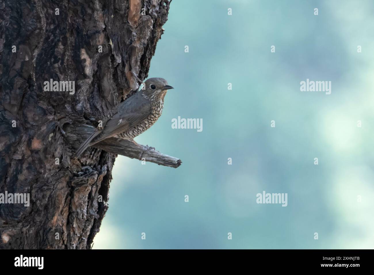 Female blue-capped rock thrush (Monticola cinclorhyncha) in Binsar in ...