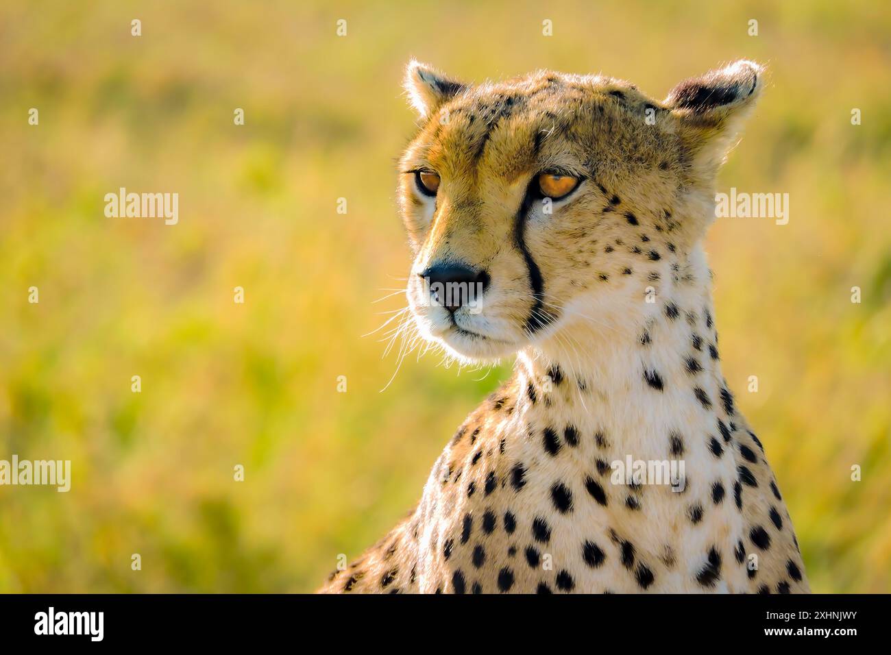 Cheetah, Young cheetah, Baby cheetah, Cheetah mum, Safari, Africa, Wildlife, Nature, Big cat ...