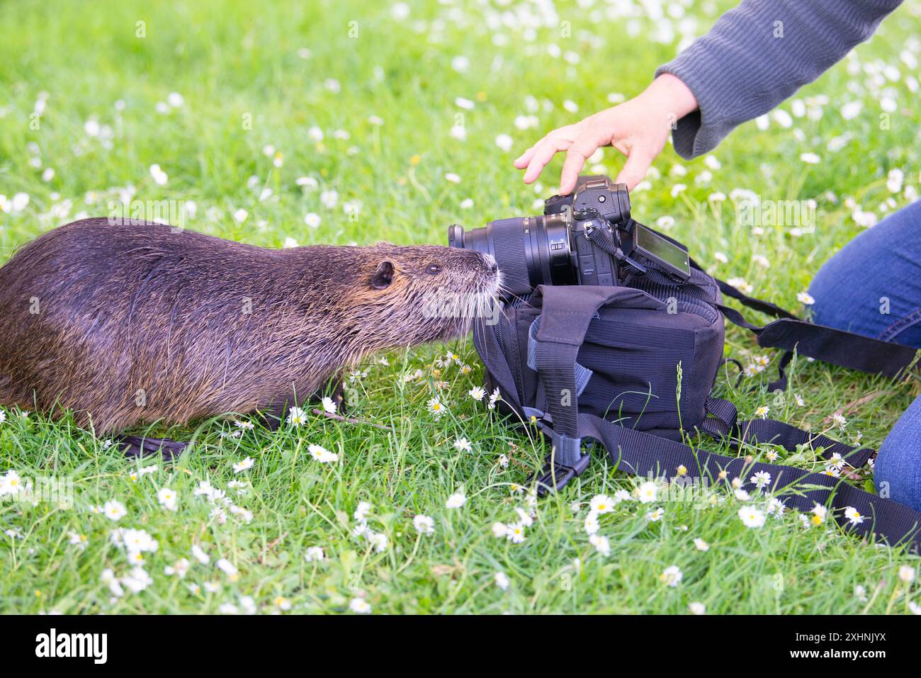 Curious nutria river rat getting close to the photographer and camera ...