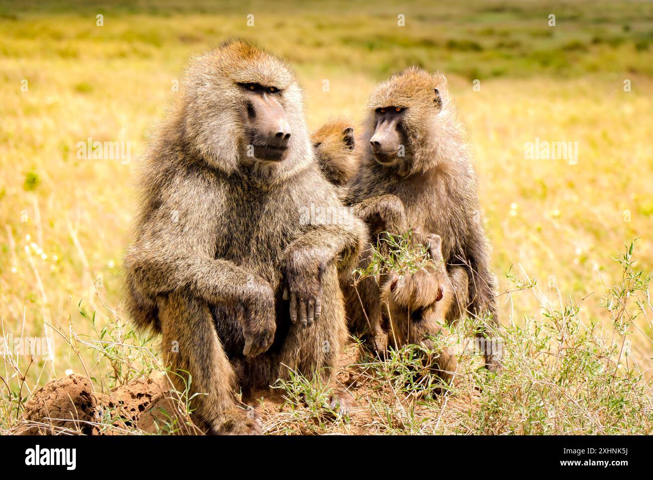 Kenya wildlife desert monkey hi-res stock photography and images - Alamy