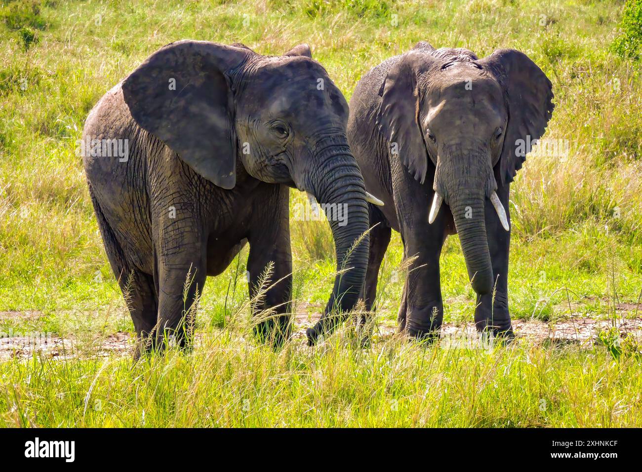 elephant, africa, safari, game drive, dangerous, aggressive, vacation ...